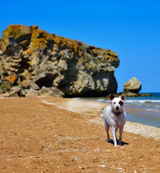 55 Best Salty Sea Inspired Dog Names With Meanings PetPress 55 Best Salty Sea Inspired Dog Names With Meanings PetPress