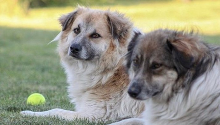 The 100 Best Dog Paired Names - PetPress
