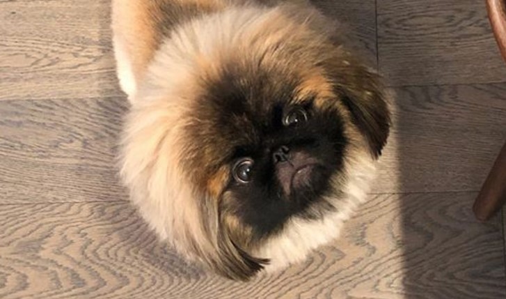 14 Amazing Facts About Pekingese | Page 3 of 3 | PetPress