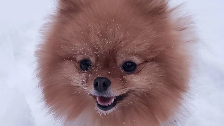 14 Funny Pomeranian Memes That Will Make You Cry Laughing | PetPress