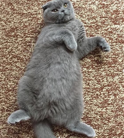 Top 100 Cat Names Starting With T PetPress Top 100 Cat Names Starting With T PetPress