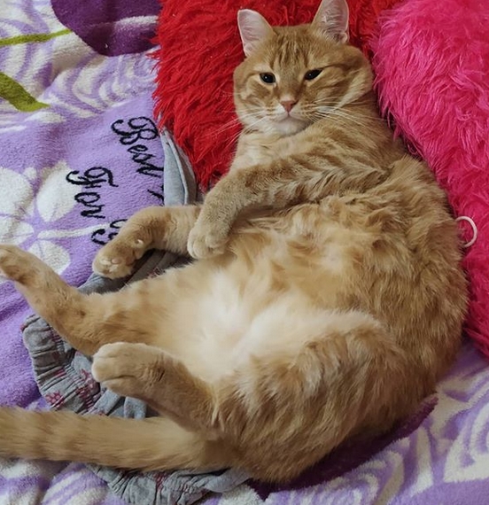 Cat Names For Fat Cats Cat Meme Stock Pictures And Photos Cat Names For Fat Cats Cat Meme Stock Pictures And Photos