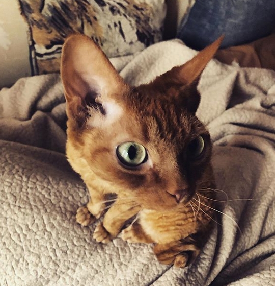 Top 100 Cat Names Starting With T PetPress Top 100 Cat Names Starting With T PetPress