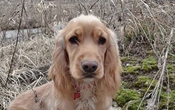 44 Typical Girl Dog Names for Cocker Spaniels - PetPress
