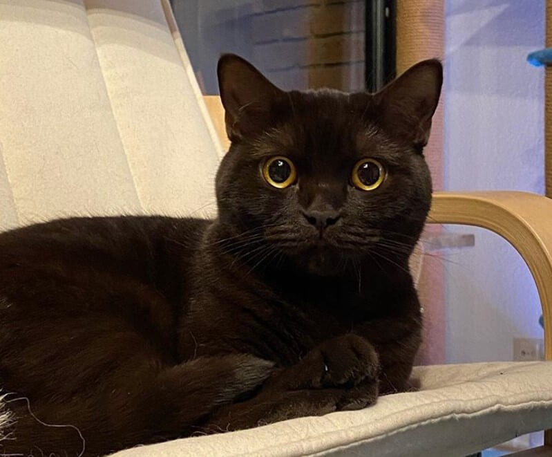 500 Food Names For Cats Cute Cat Names Inspired By Food PetPress 500 Food Names For Cats Cute Cat Names Inspired By Food PetPress