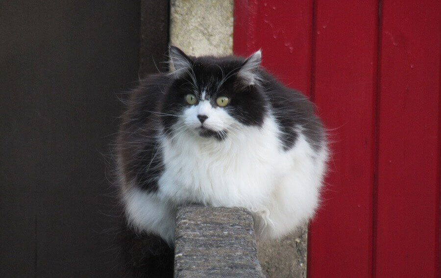 Fat Cat Names 160 Cute Funny Names For Your Fat Cat PetPress Fat Cat Names 160 Cute Funny Names For Your Fat Cat PetPress