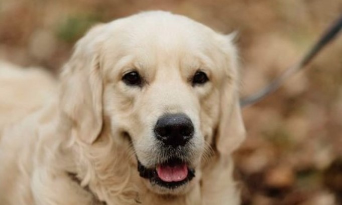 14 Pros And Cons Of One Of The Best Family Dogs - The Golden Retriever ...