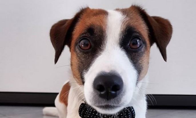 50 Courageous Male Dog Names For True Gentleman Dogs - PetPress