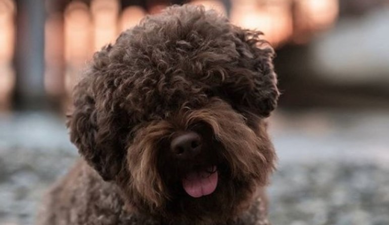 TOP 15 Most Exotic Dog Breeds In The World | PetPress