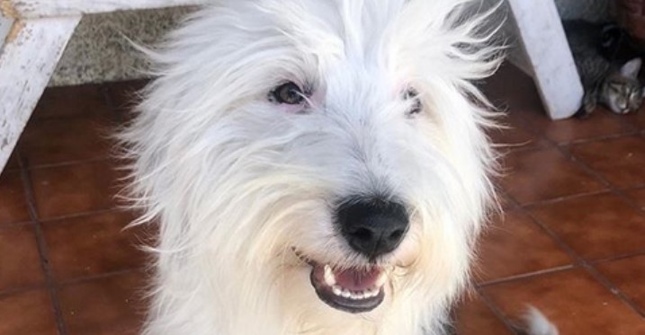 Top 130 Best Old English Sheepdog Names - PetPress