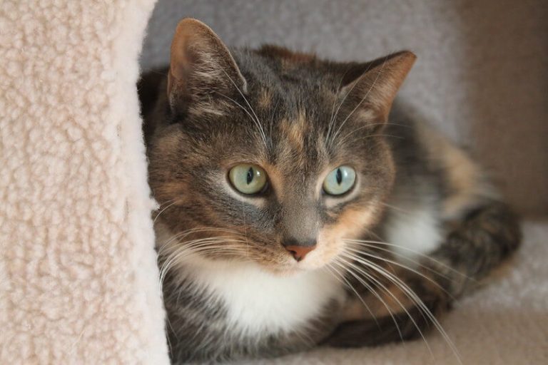 70 Celestial Cat Names For Your Otherworldly Kitten PetPress