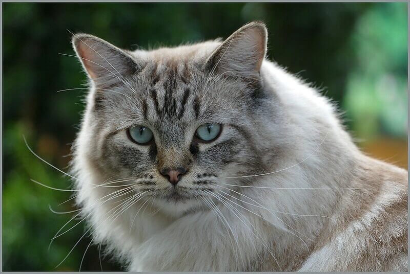 70 Celestial Cat Names For Your Otherworldly Kitten PetPress