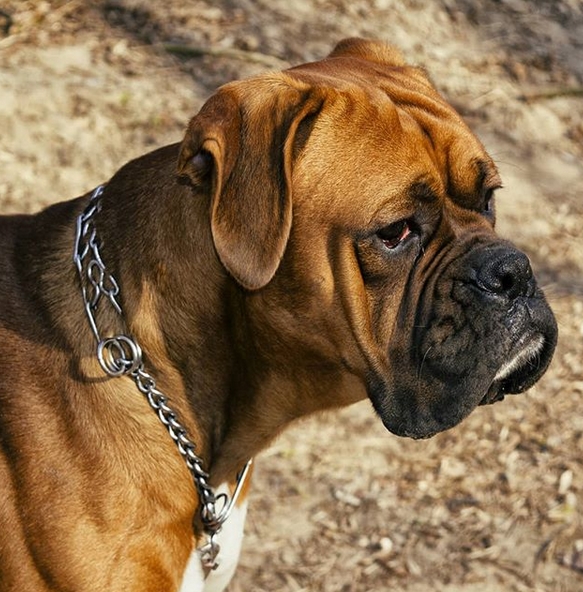 40 Best Male Boxer Dog Name Ideas PetPress 40 Best Male Boxer Dog Name Ideas PetPress