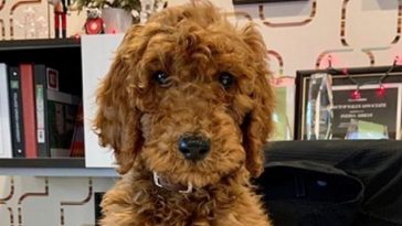 The 14 Funniest Goldendoodle Memes of the Week! | PetPress