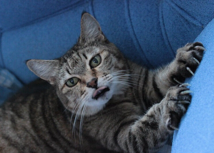 Top 100 Mischievous Cat Names PetPress