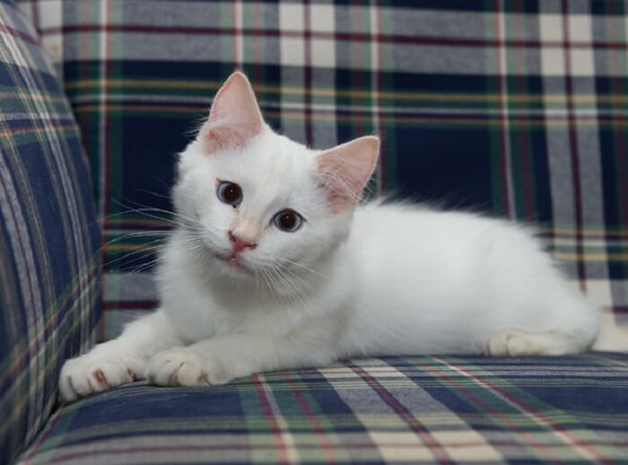 300 Mystical Cat Names For Your Magical Kitten PetPress