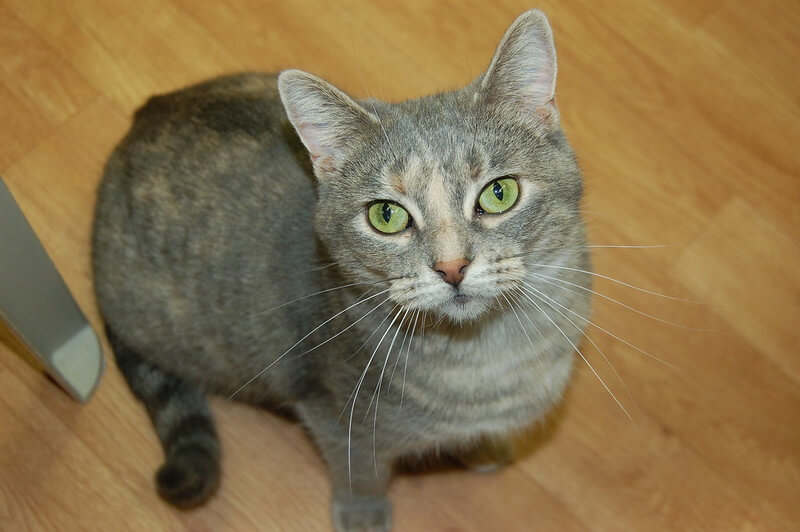380 Spunky Cat Names for Your Kitten | PetPress