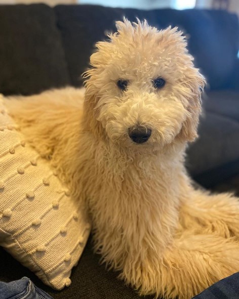 14 Descriptions Of The Character And Temperament Of Goldendoodles ...
