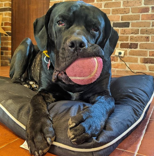 Top 12 Dog Breeds With the Strongest Bite Force | PetPress