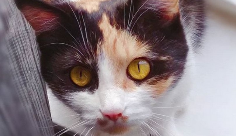 Top 250 Good Boy Cat Names - PetPress
