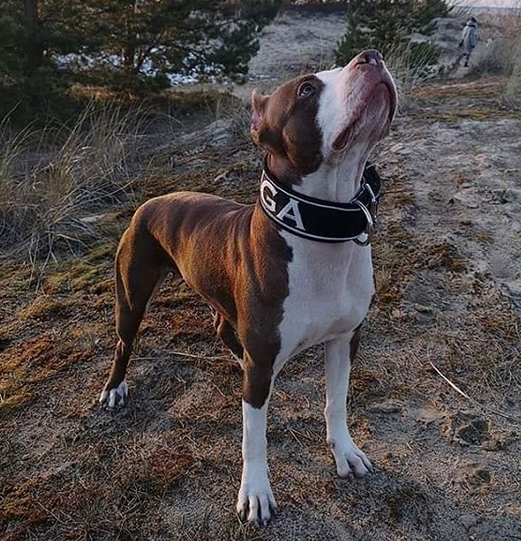 120+ Most Common Female Pit Bull Dog Names | PetPress