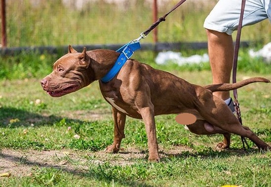 170+ Most Common Male Pit Bull Dog Names | PetPress