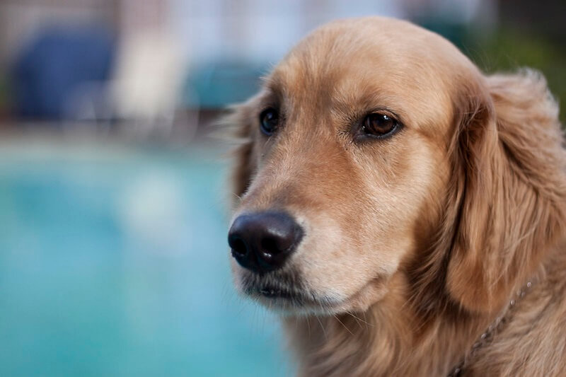500 Golden Retriever Names Popular Male And Female Names PetPress 500 Golden Retriever Names Popular Male And Female Names PetPress