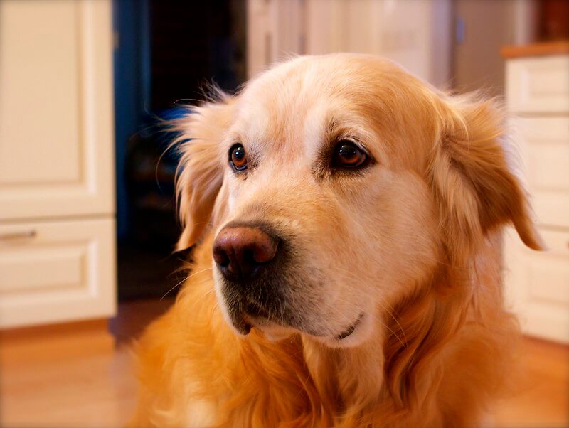 500 Golden Retriever Names Popular Male And Female Names PetPress