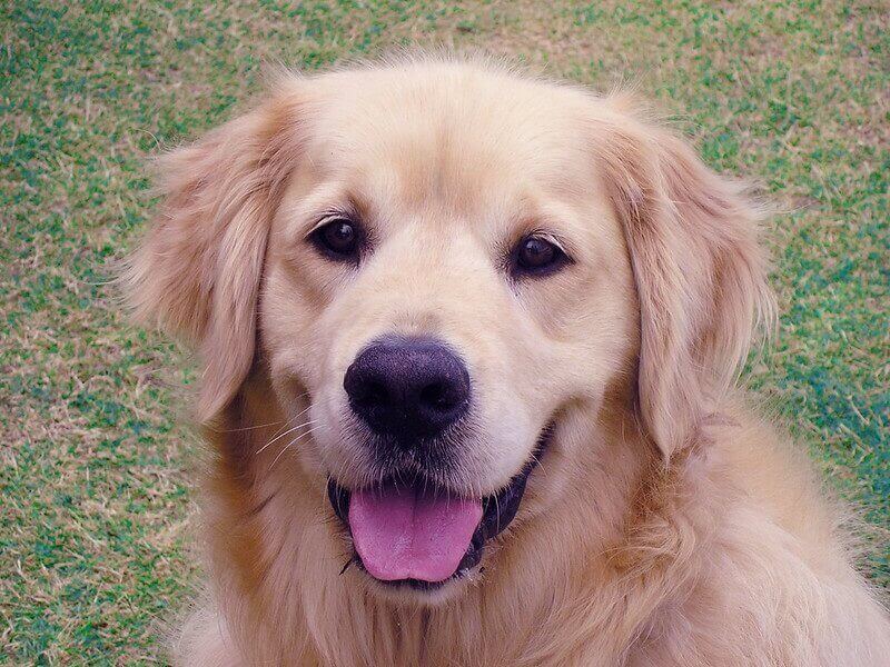 160 Popular Male Golden Retriever Names PetPress 160 Popular Male Golden Retriever Names PetPress
