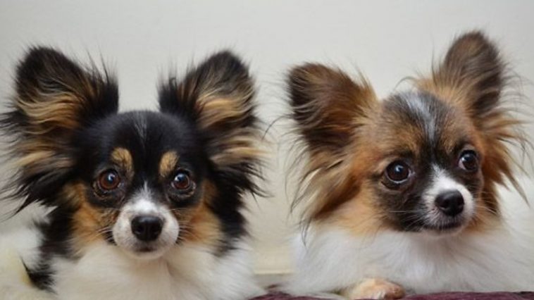 14 Reasons That It Is a Good Idea To Adopt a Chihuahua | Page 3 of 3 ...