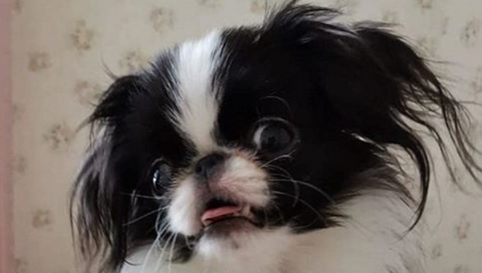 14 Realities That New Japanese Chin Owners Must Accept | Page 3 of 5 ...