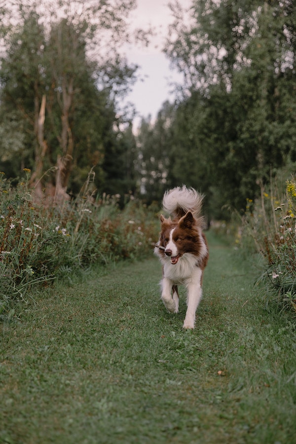 A Comprehensive Guide: 8 Rescue Dog Aggressive Behavior