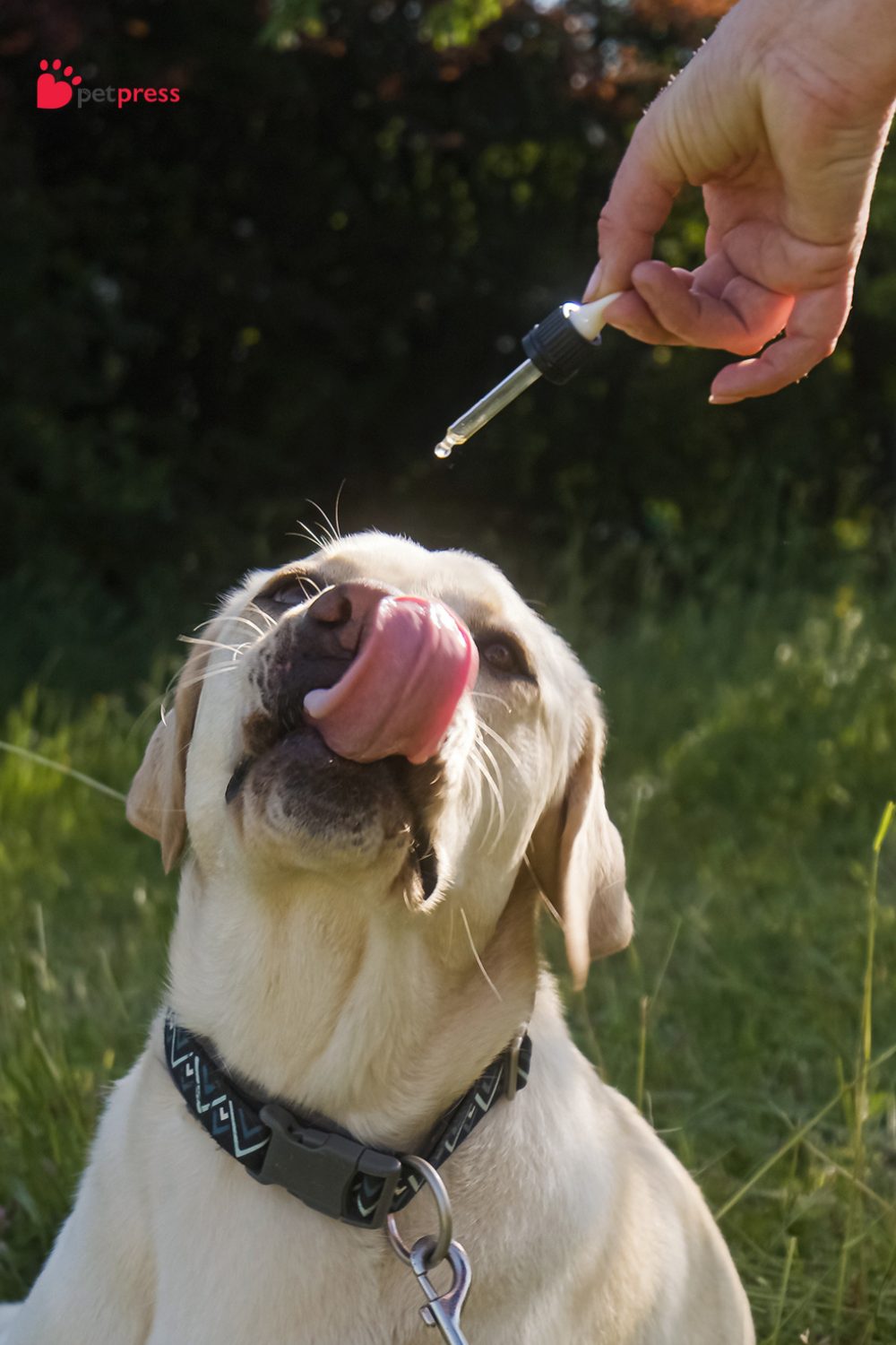 20 Safe Essential Oils That Pets Can Be Around - PetPress