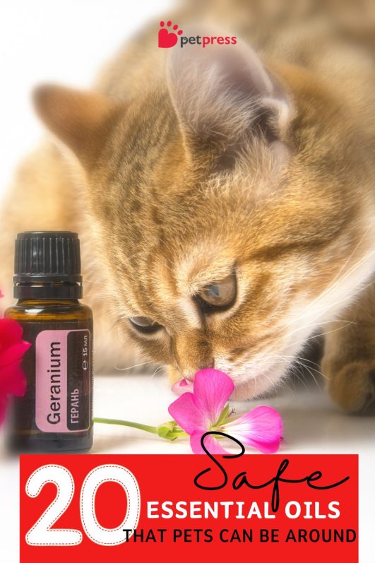 20 Safe Essential Oils That Pets Can Be Around - PetPress