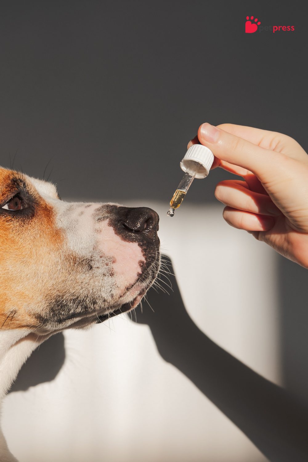 20 Safe Essential Oils That Pets Can Be Around - PetPress